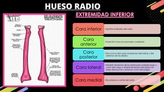 Huesos del cuerpo humano--Anatomia.pptx. | PPTX