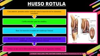 Huesos del cuerpo humano--Anatomia.pptx. | PPTX