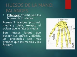 TODOS HUESOS DEL ESQUELETO APENDICULAR.pptx