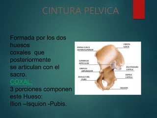 TODOS HUESOS DEL ESQUELETO APENDICULAR.pptx