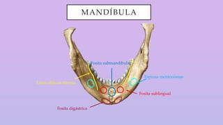 Huesos_del_macizo_facial humanos....pptx
