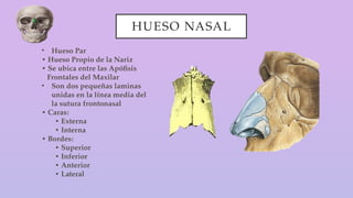 Huesos_del_macizo_facial humanos....pptx