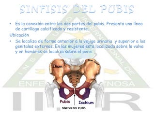 Huesos del miembro inferior | PPTX