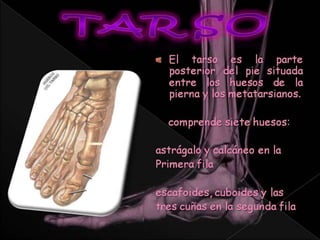 Huesos del miembro inferior | PPTX