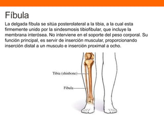 Huesos del miembro inferior | PPTX