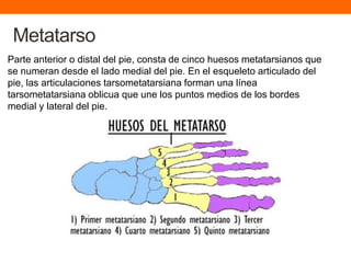 Huesos del miembro inferior | PPTX
