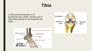 OSTEOLOGIA Y ANATOMÍA DE CADERA, RODILLA Y TOBILLO | PPTX