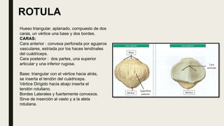 OSTEOLOGIA Y ANATOMÍA DE CADERA, RODILLA Y TOBILLO | PPTX