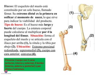 Huesos del miembro inferior | PPTX