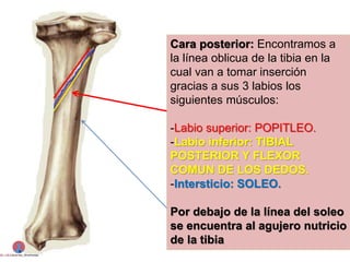 Huesos del miembro inferior | PPTX