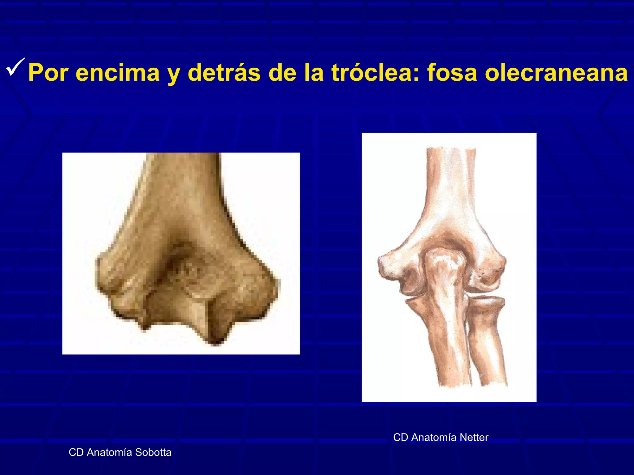 Huesos del Miembro Superior