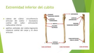 Huesos del miembro superior cubito radio-carpo | PPTX