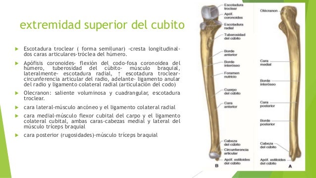 Huesos del miembro superior cubito radio-carpo