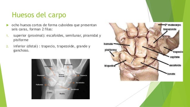 Huesos Del Carpo