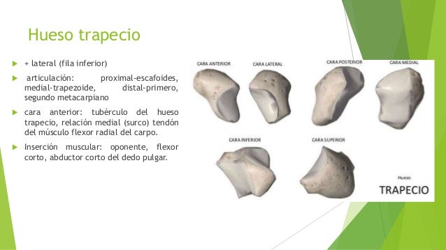 Trapezoide Hueso
