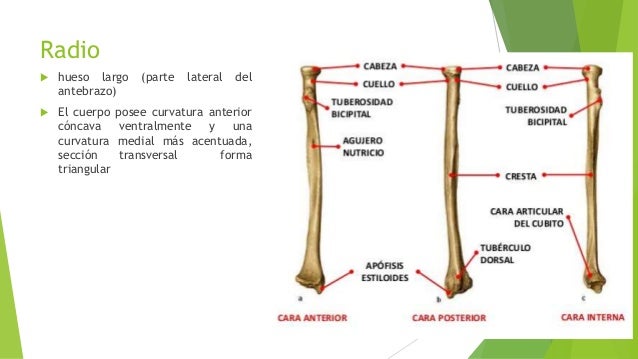 Huesos del miembro superior cubito radio-carpo