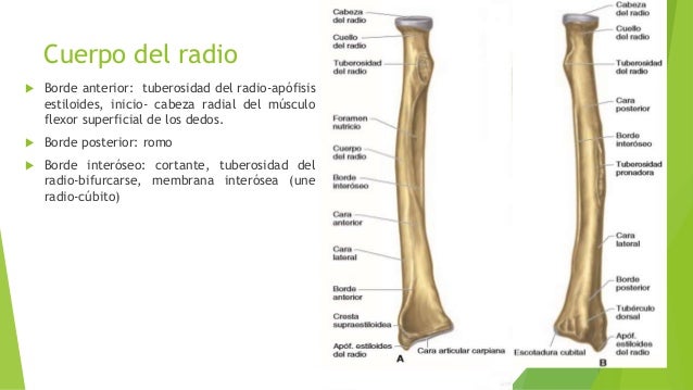 Huesos del miembro superior cubito radio-carpo