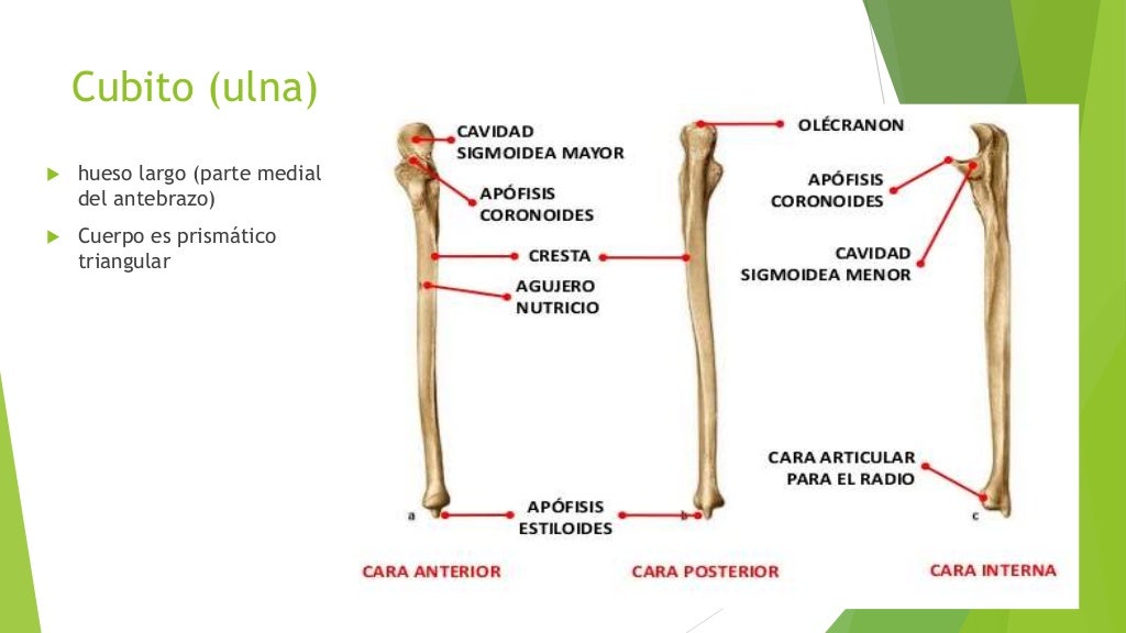 Huesos del miembro superior cubito radio-carpo