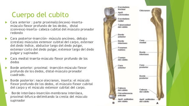 Huesos del miembro superior cubito radio-carpo