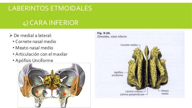 Huesos del Neurocráneo: Frontal y Etmoides