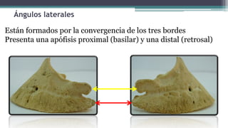Huesos del dedo del equino | PDF
