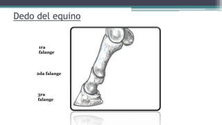 Huesos del dedo del equino | PDF