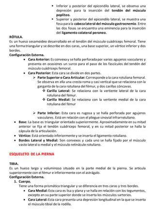 Resumen de Anatomía de los Huesos de los Miembros Inferiores - Rouviere ...