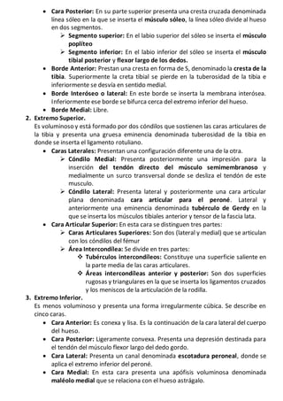 Resumen de Anatomía de los Huesos de los Miembros Inferiores - Rouviere ...