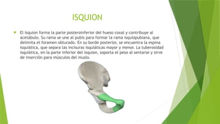 HUESOS DE LOS MIEMBROS INFERIORES DEL CUERPO HUMANO | PPTX