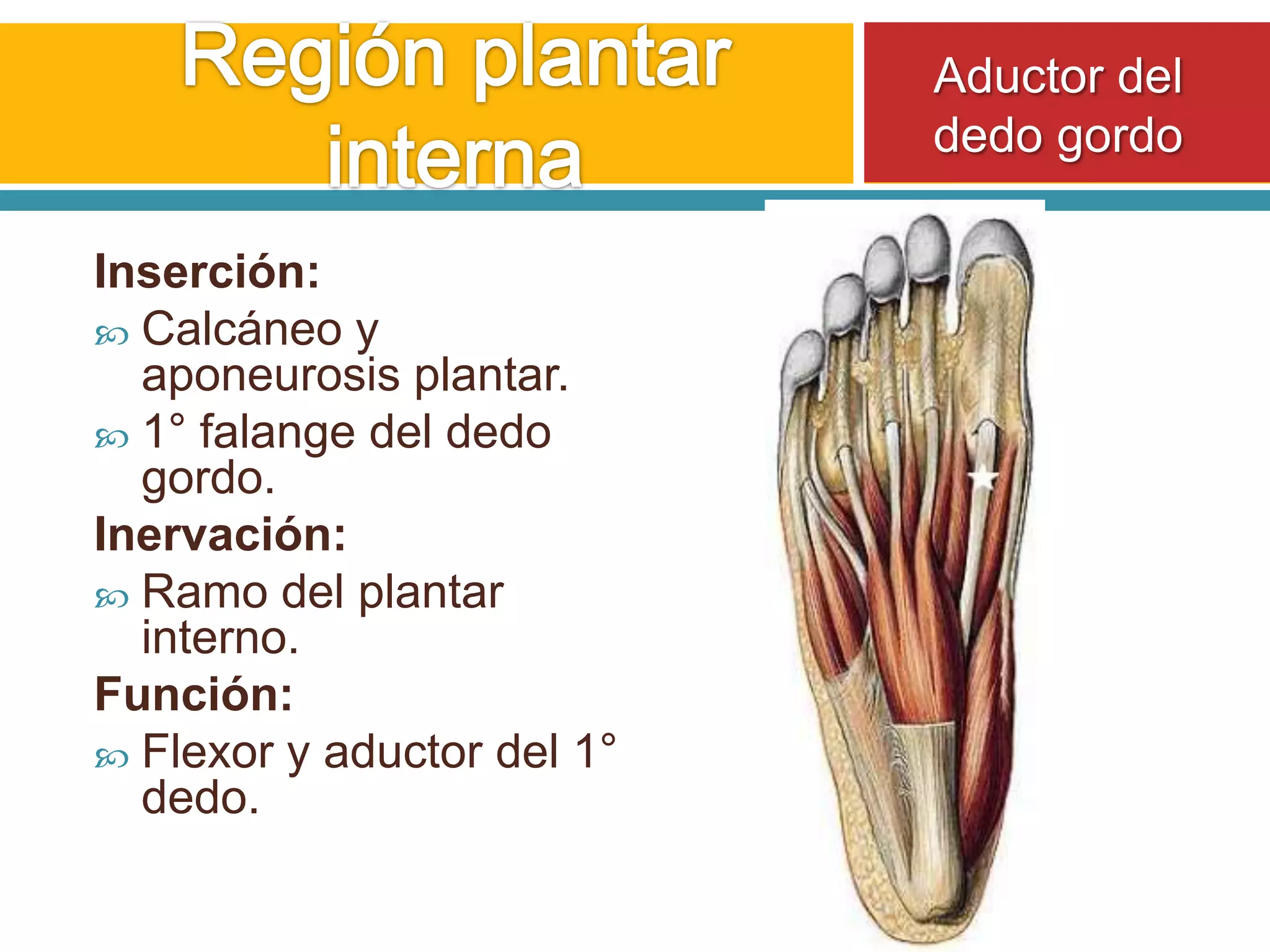 Huesos y Músculos del pie | PPT