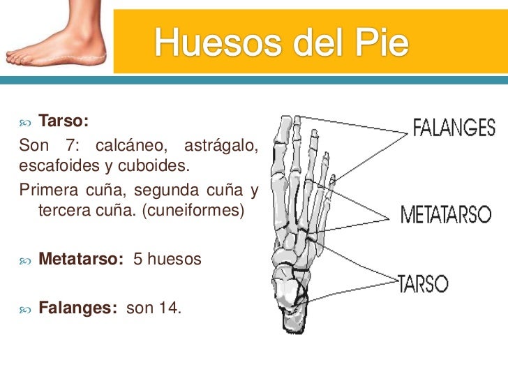 Huesos Del Pie