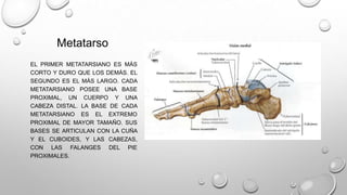 Huesos del pie | PPT