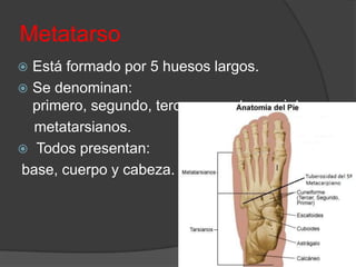 Huesos del pie, Anatomia | PPTX