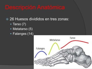 Huesos del pie, Anatomia | PPTX