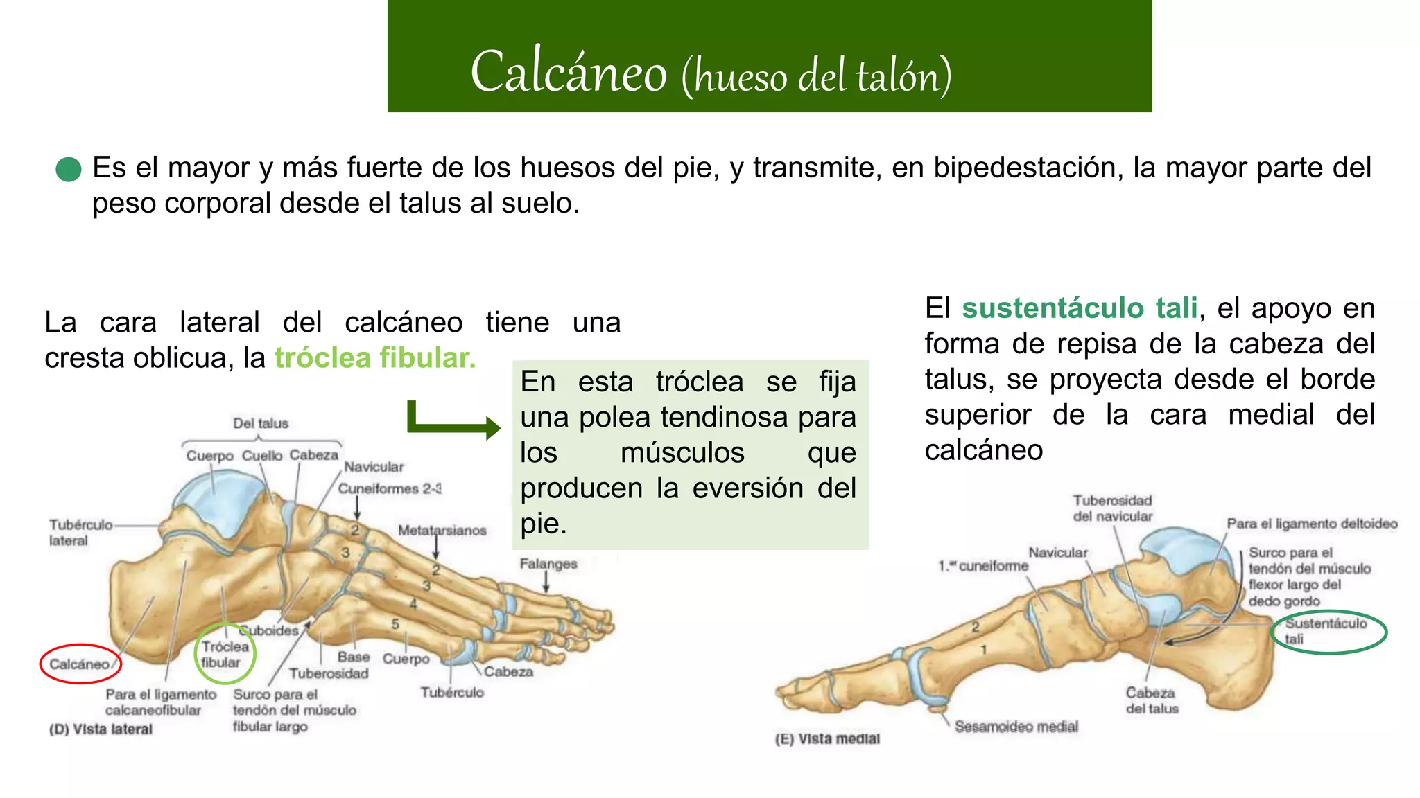 Huesos Del Pie Anatomia Pptx