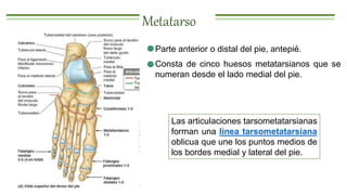 Huesos del pie- Anatomia .pptx