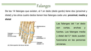 Huesos del pie- Anatomia .pptx