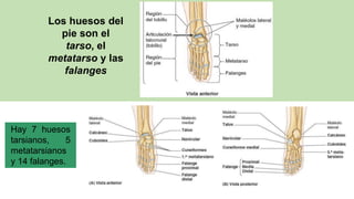 Huesos del pie- Anatomia .pptx