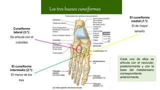 Huesos del pie- Anatomia .pptx