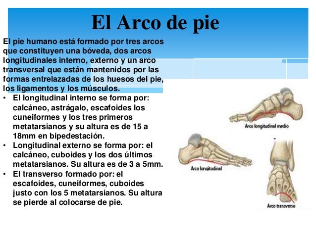 ANATOMÍA DEL PIE