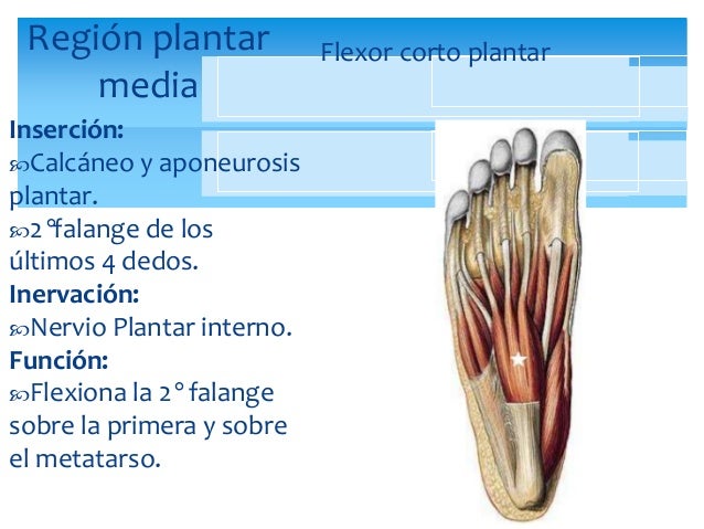 ANATOMÍA DEL PIE