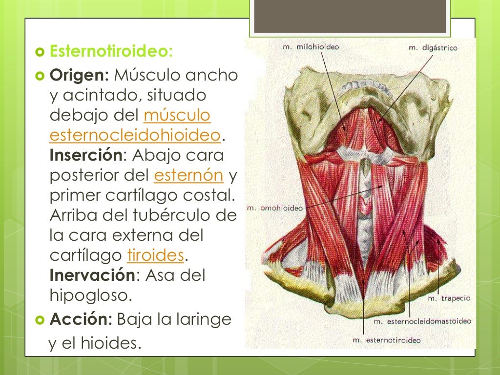 Huesos del tórax y musc. region hioidea