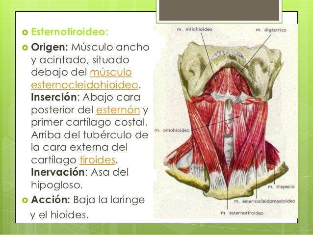 Huesos del tórax y musc. region hioidea