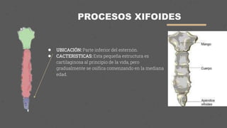 Huesos del tronco-1.pptxhuesos del tronco | PPTX