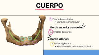 HUESOS y caracteristicas DEL NEUROCRÁNEO | PDF