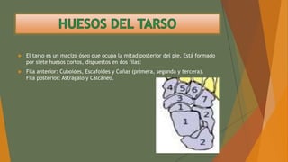 Huesos de manos y pie | PPTX