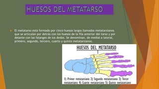 Huesos de manos y pie | PPTX