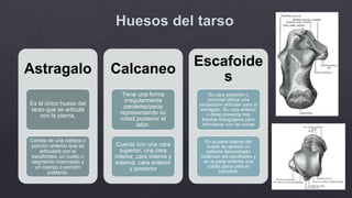 Huesos de mano y pies | PPTX