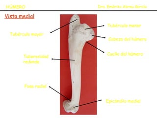 Huesos miembro anterior del caprino | PPT