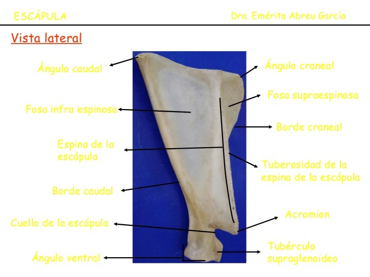 Huesos miembro anterior del caprino